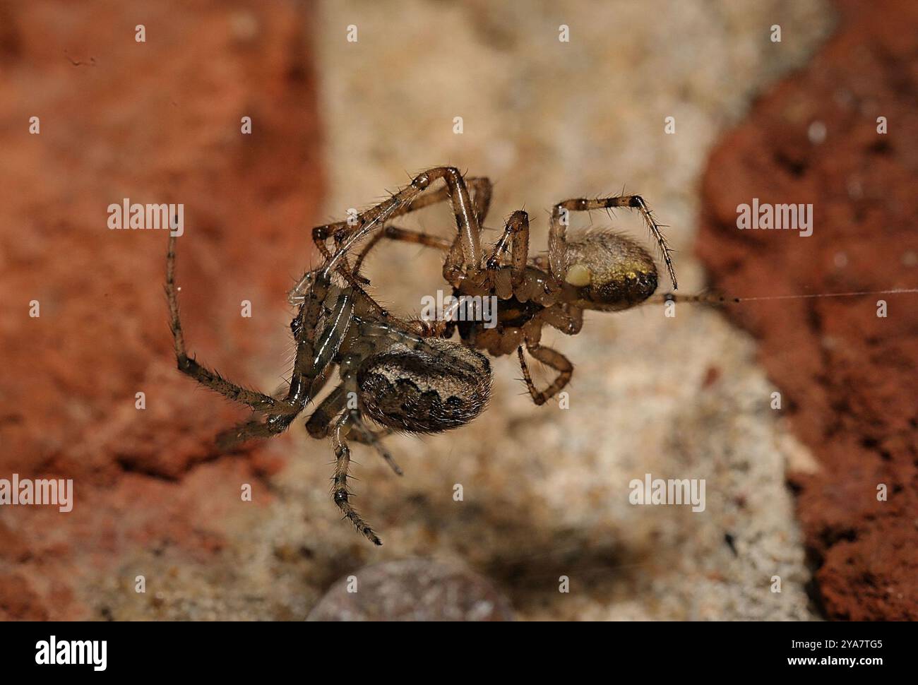 Silver-sided Sector Spider (Zygiella x-notata) Arachnida Stock Photo ...