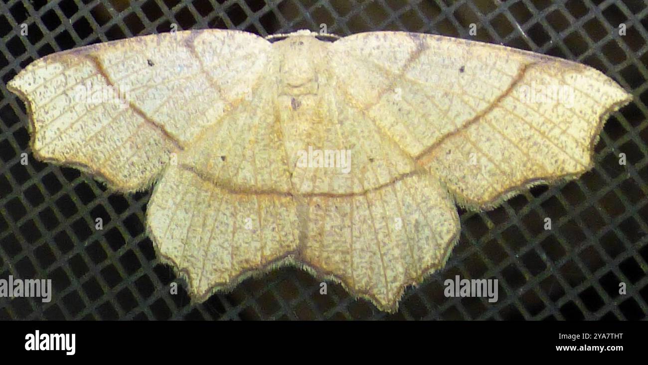 Besma moth hi-res stock photography and images - Alamy