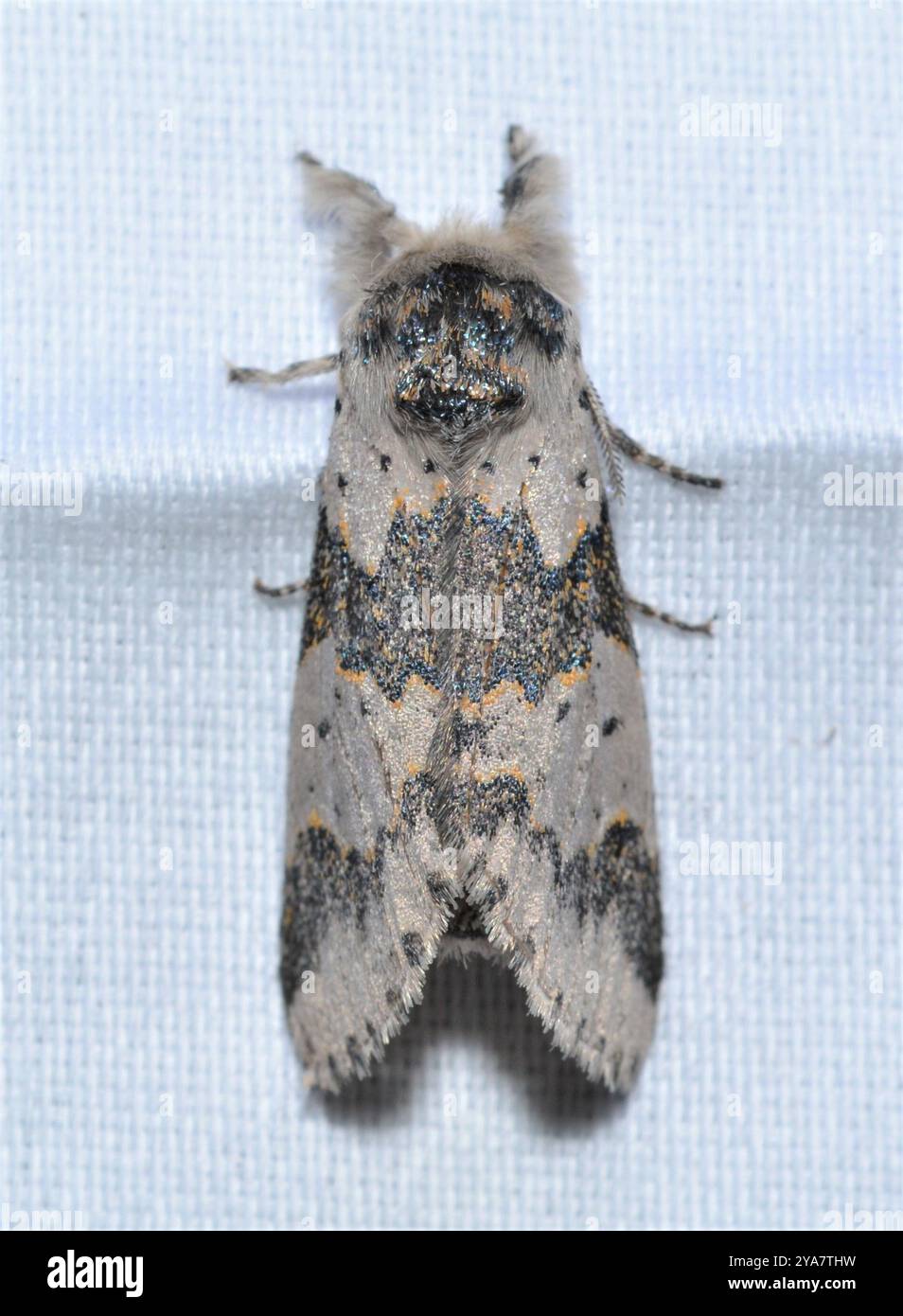 White Furcula Moth (Furcula borealis) Insecta Stock Photo - Alamy