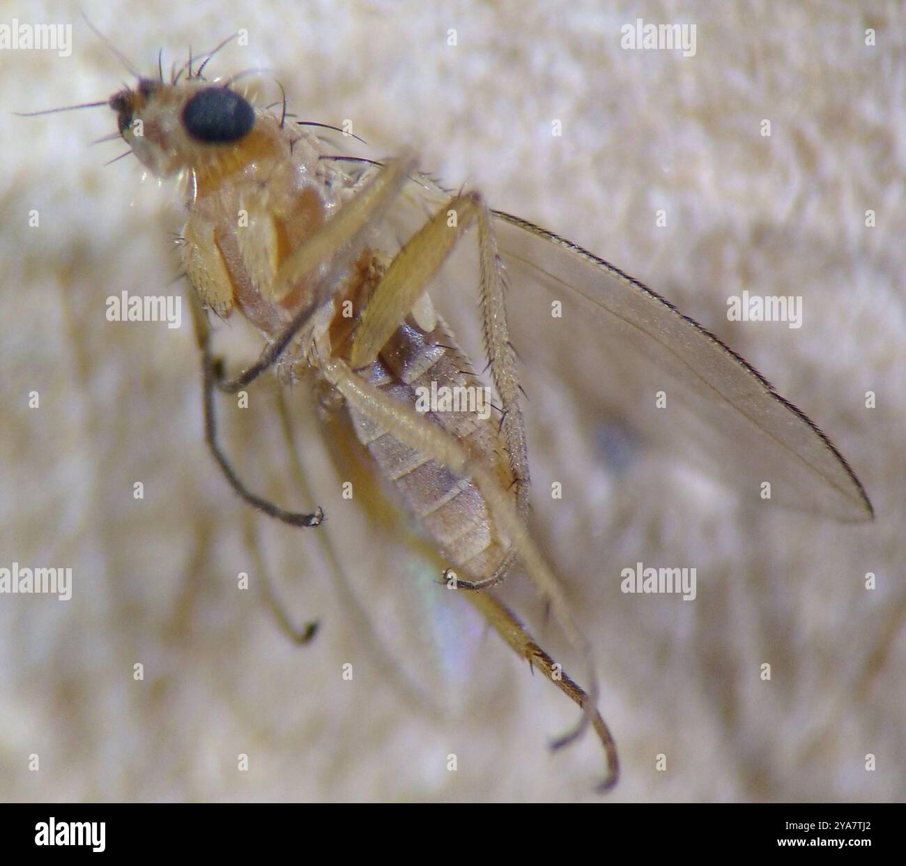 Small Grass Fly (Lonchoptera bifurcata) Insecta Stock Photo - Alamy