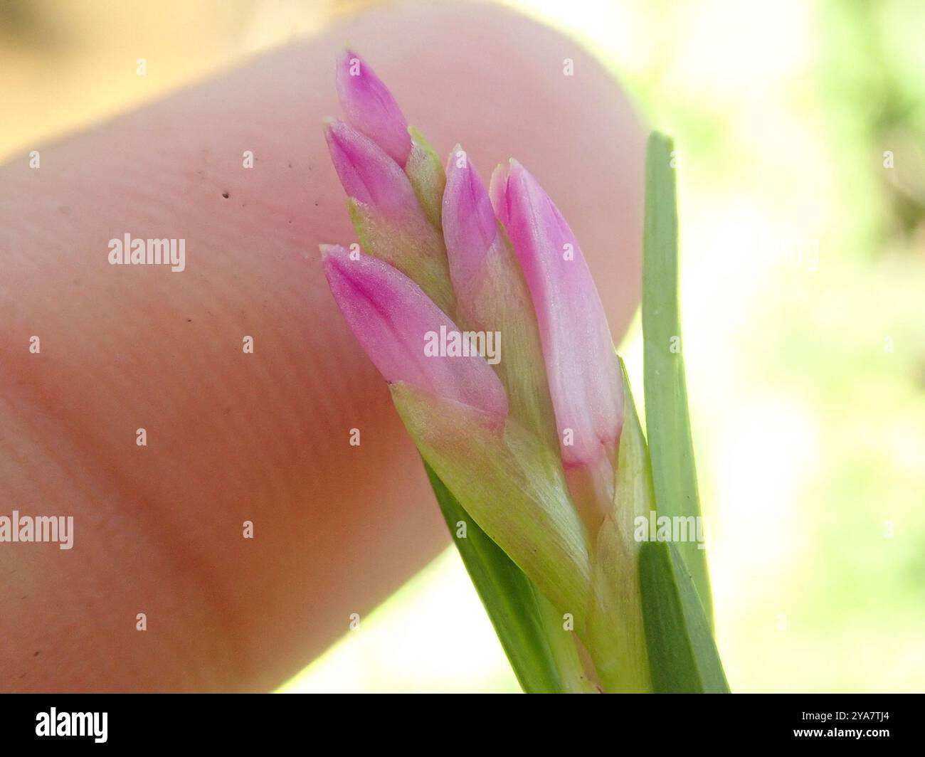 Isochilus hi-res stock photography and images - Alamy