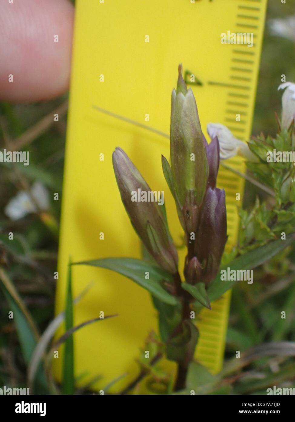 (Gentianella amarella amarella) Plantae Stock Photo - Alamy