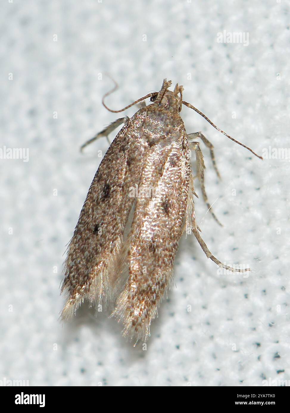 (Bryotropha plantariella) Insecta Stock Photo - Alamy