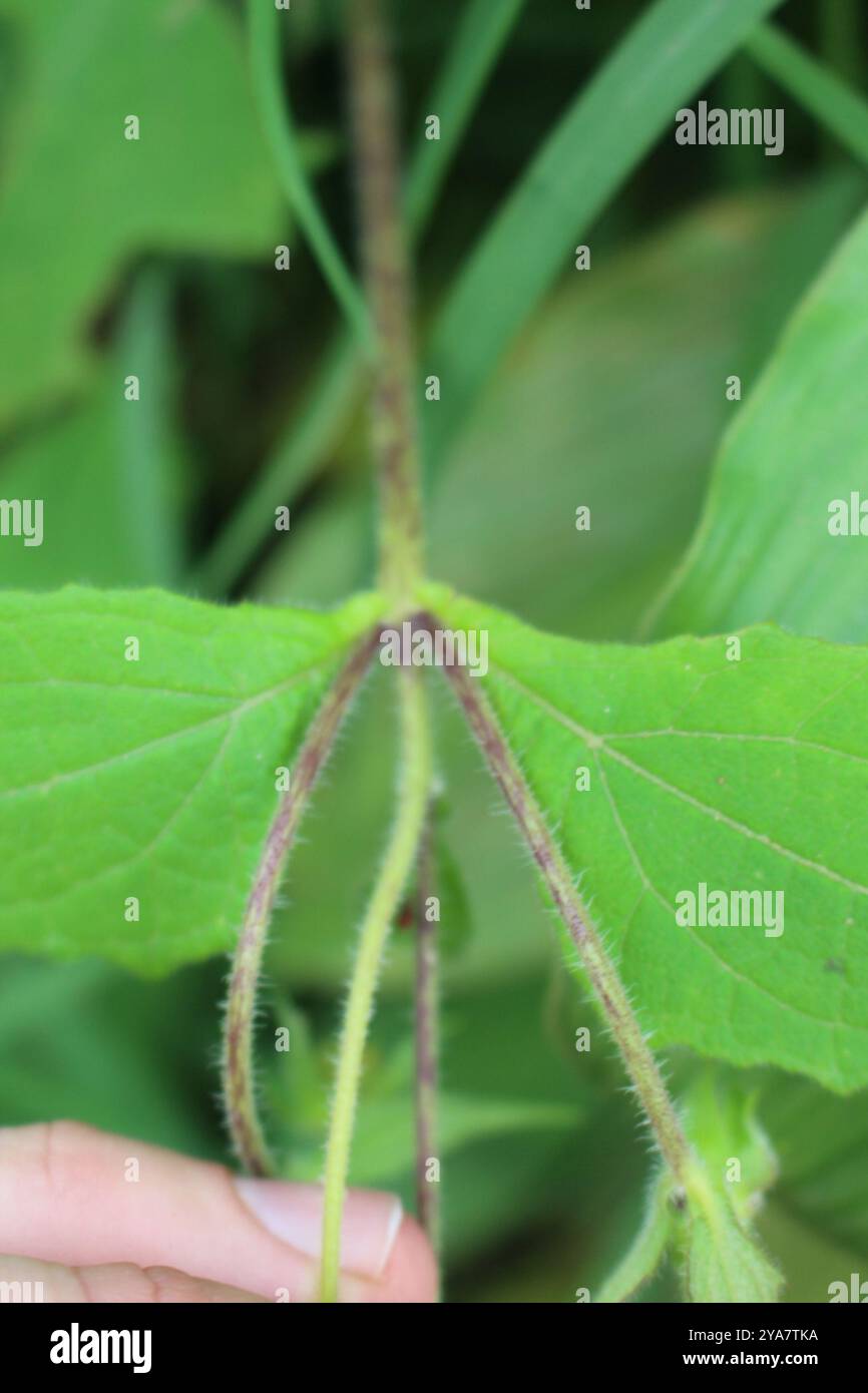 (Smallanthus maculatus) Plantae Stock Photo - Alamy