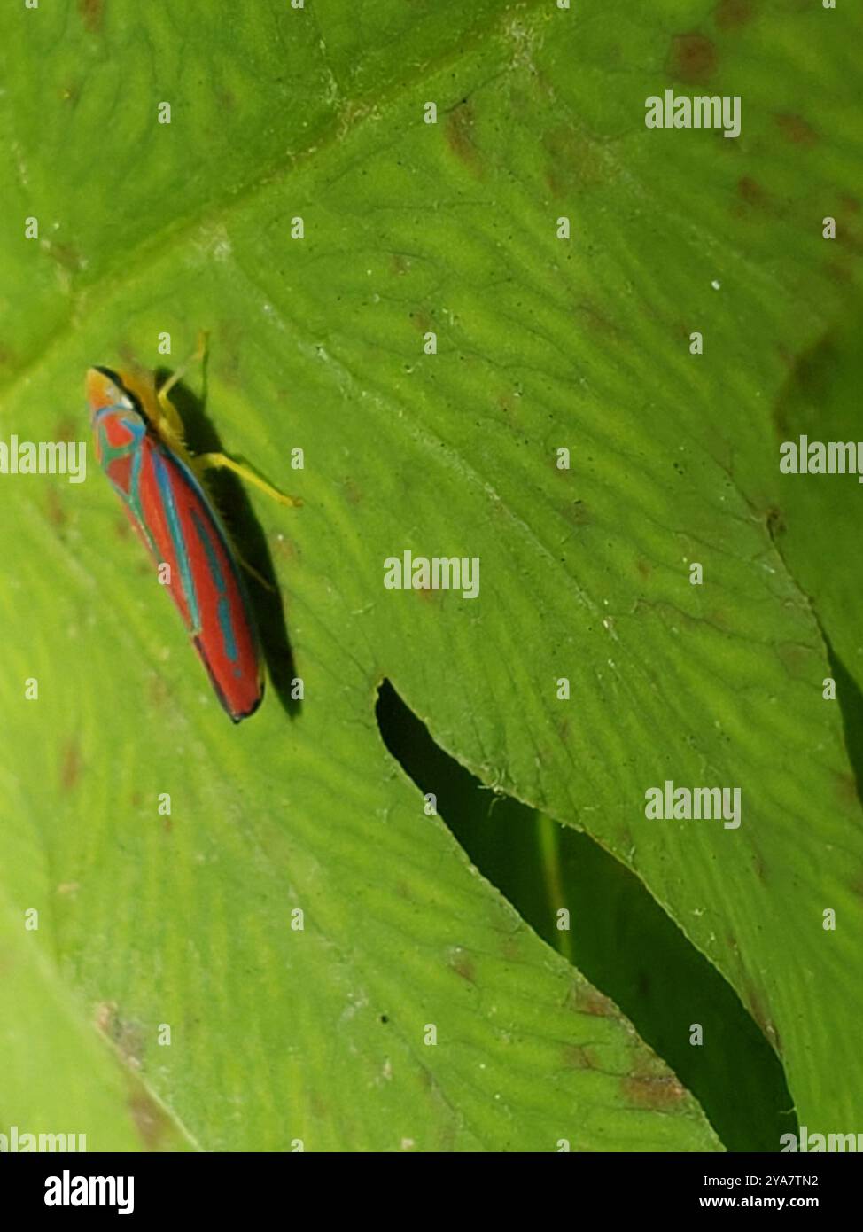 Red-banded Leafhopper (Graphocephala coccinea) Insecta Stock Photo - Alamy
