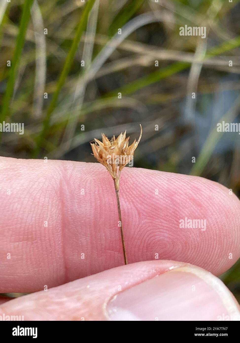 white beak-sedge (Rhynchospora alba) Plantae Stock Photo - Alamy
