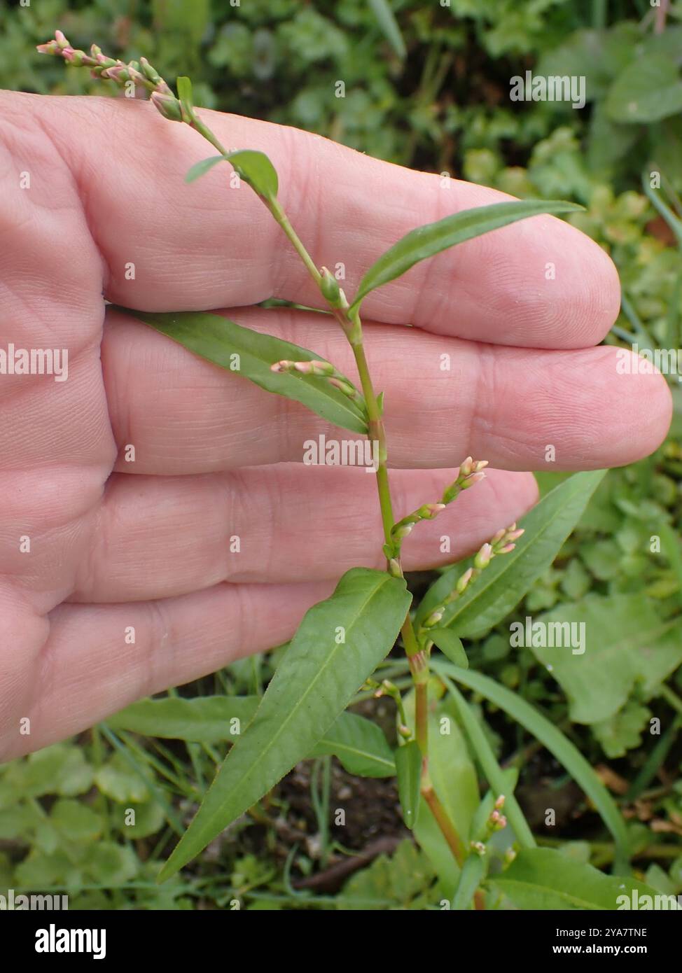 waterpepper (Persicaria hydropiper) Plantae Stock Photo - Alamy