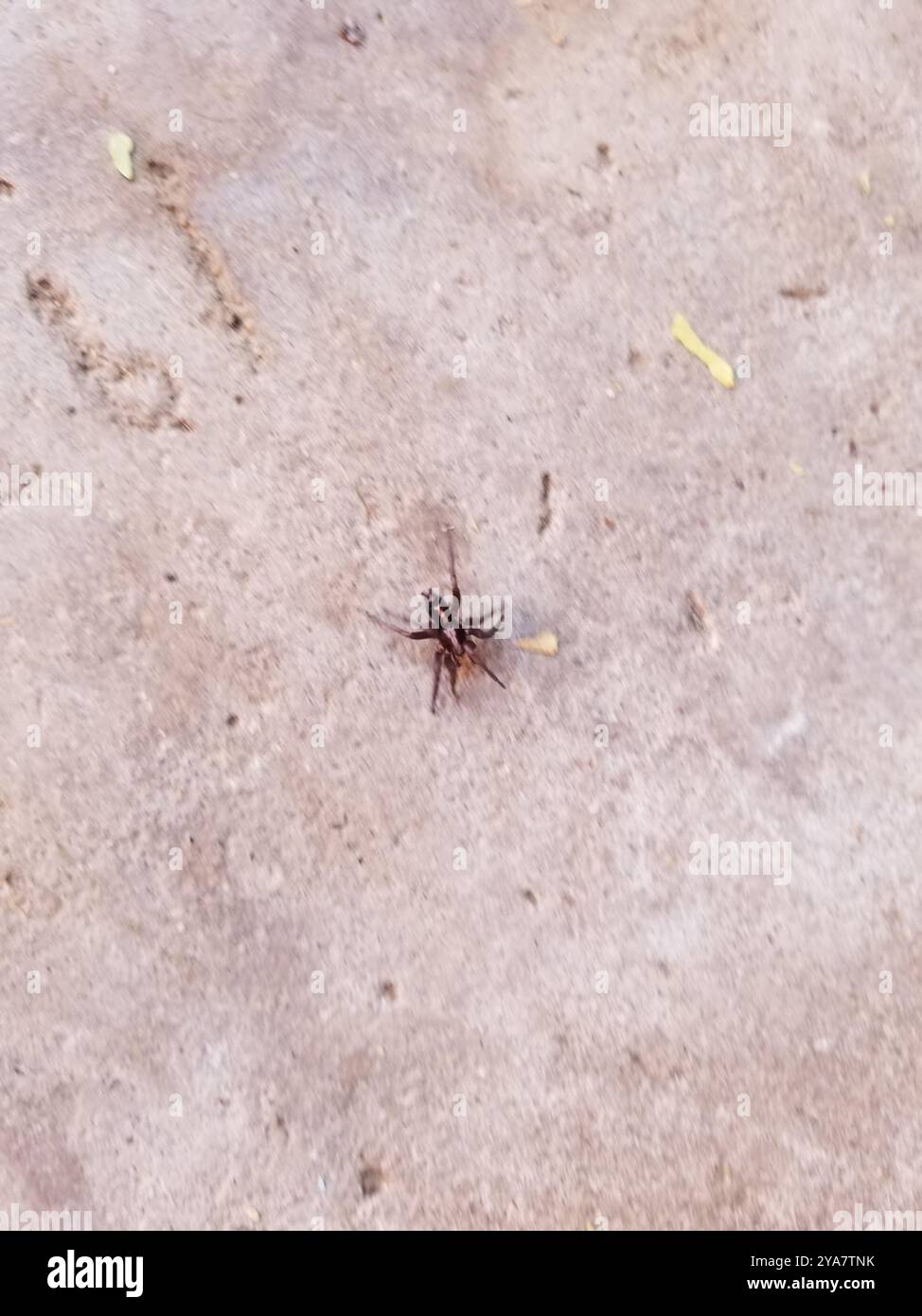 Western Parson Spider (Herpyllus propinquus) Arachnida Stock Photo - Alamy