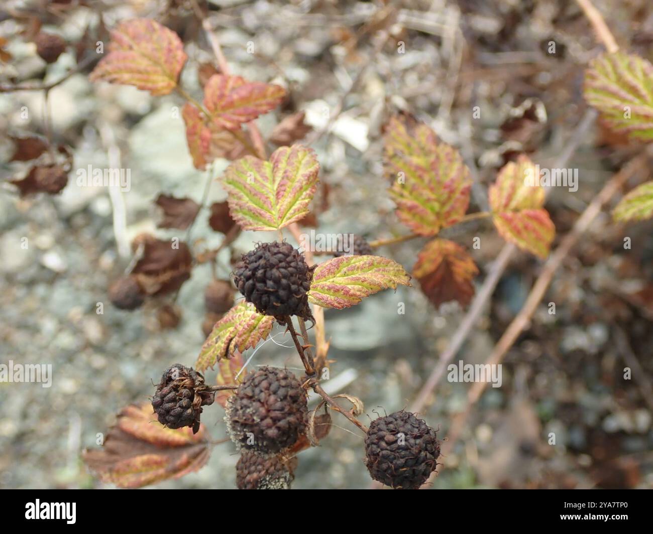 whitebark raspberry (Rubus leucodermis) Plantae Stock Photo - Alamy