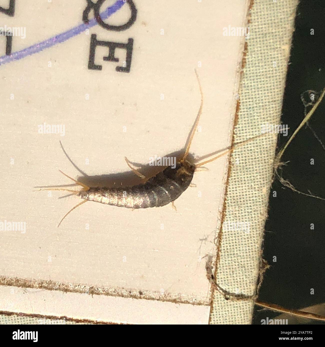 Common Silverfish (Lepisma saccharinum) Insecta Stock Photo - Alamy