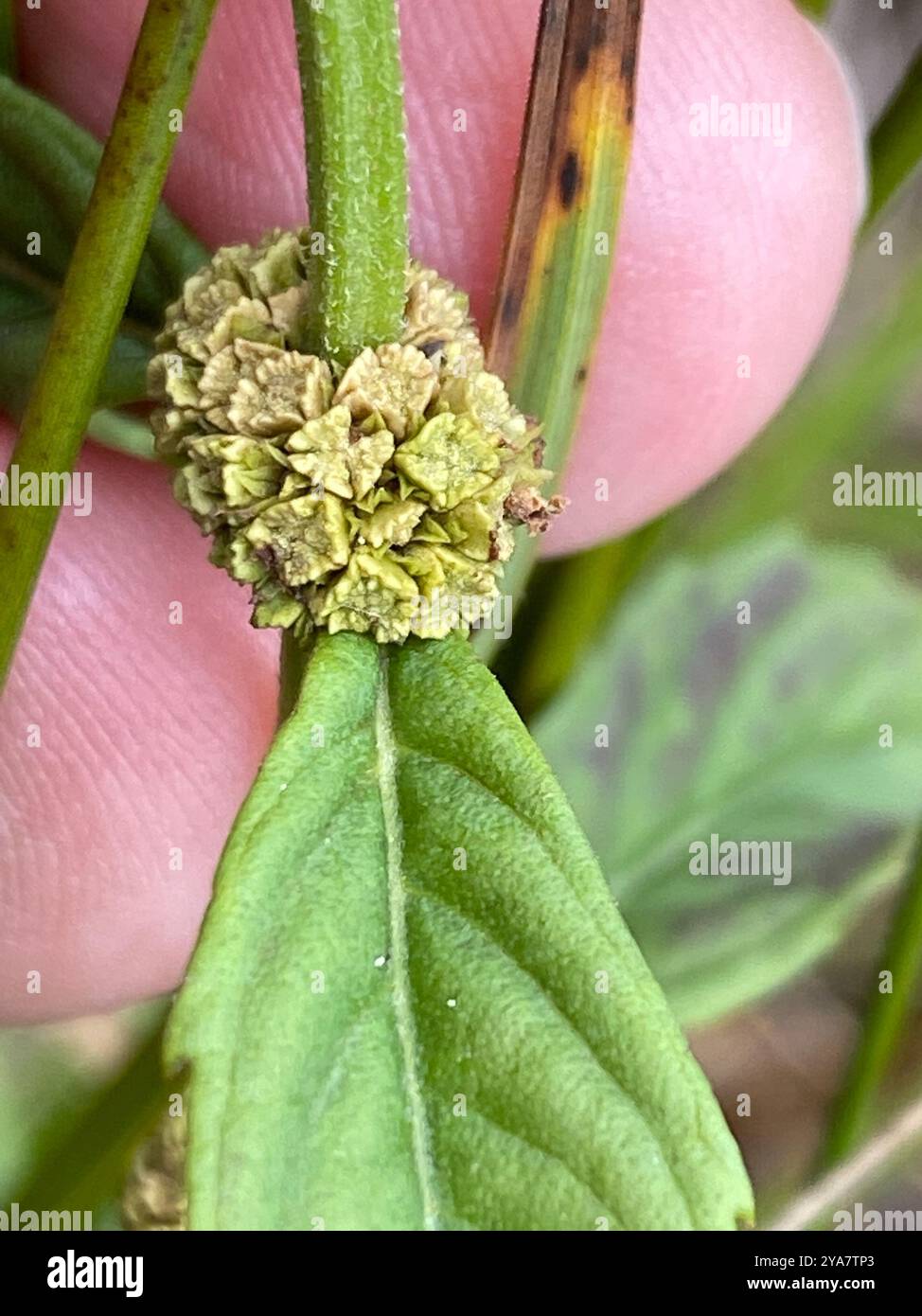 northern bugleweed (Lycopus uniflorus) Plantae Stock Photo - Alamy