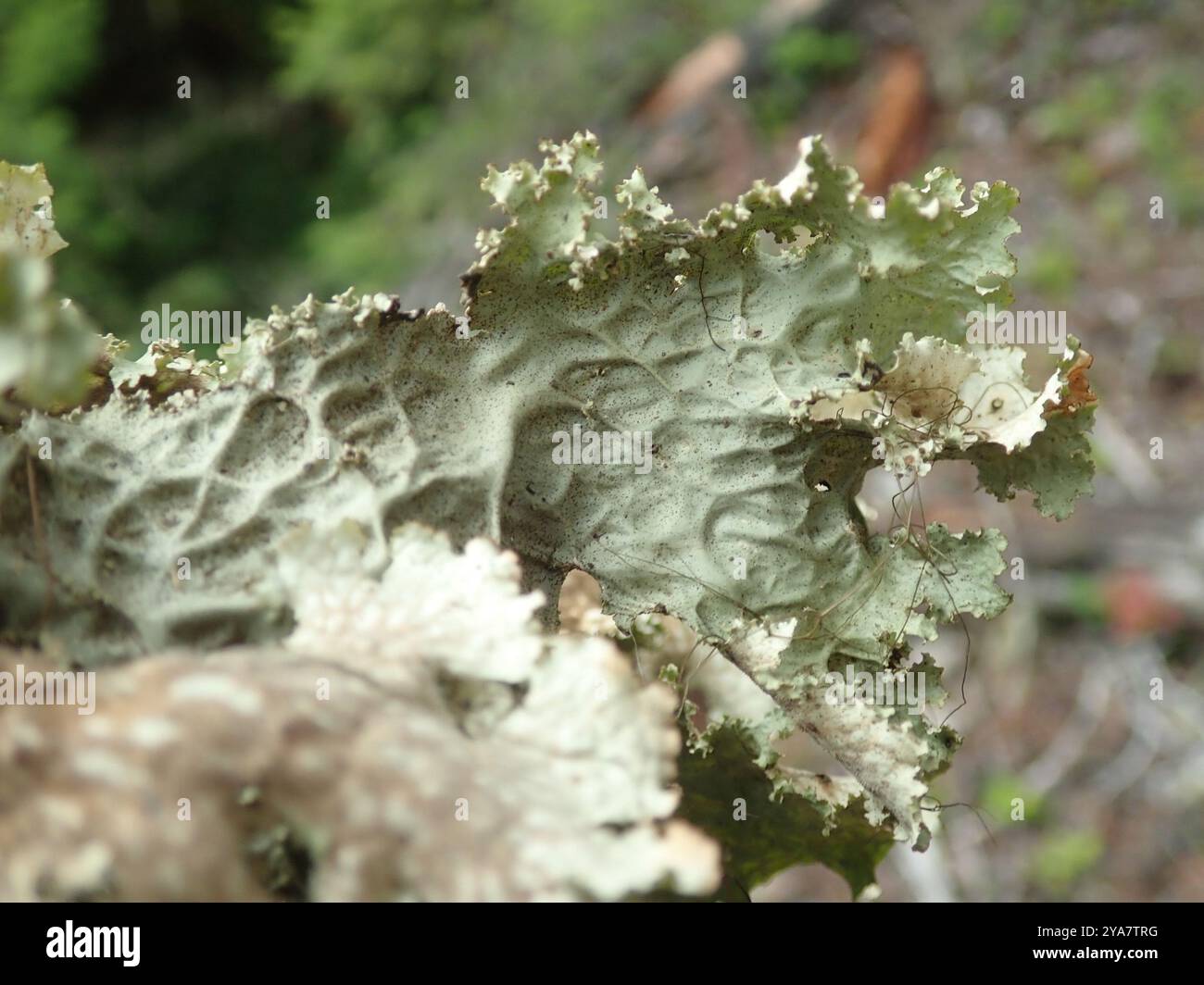 Lettuce Lichen (Lobaria oregana) Fungi Stock Photo - Alamy