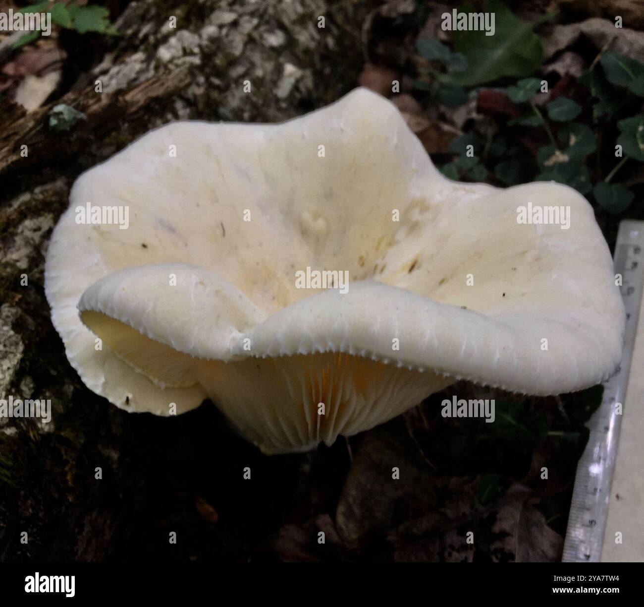 Lynx Paw Oyster (Pleurotus levis) Fungi Stock Photo - Alamy