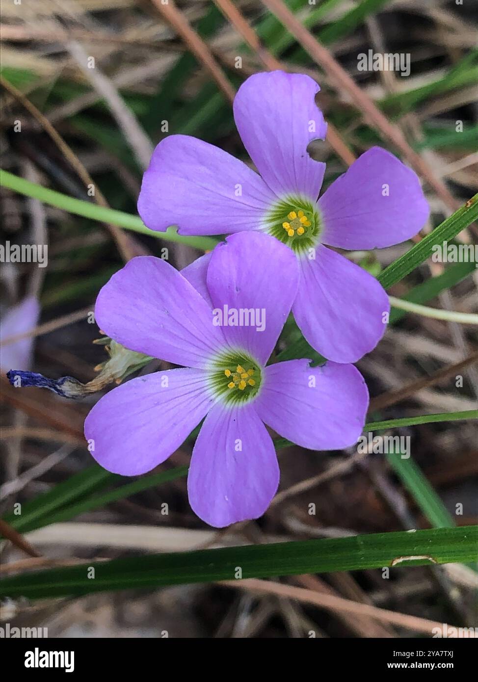 violet woodsorrel (Oxalis violacea) Plantae Stock Photo - Alamy