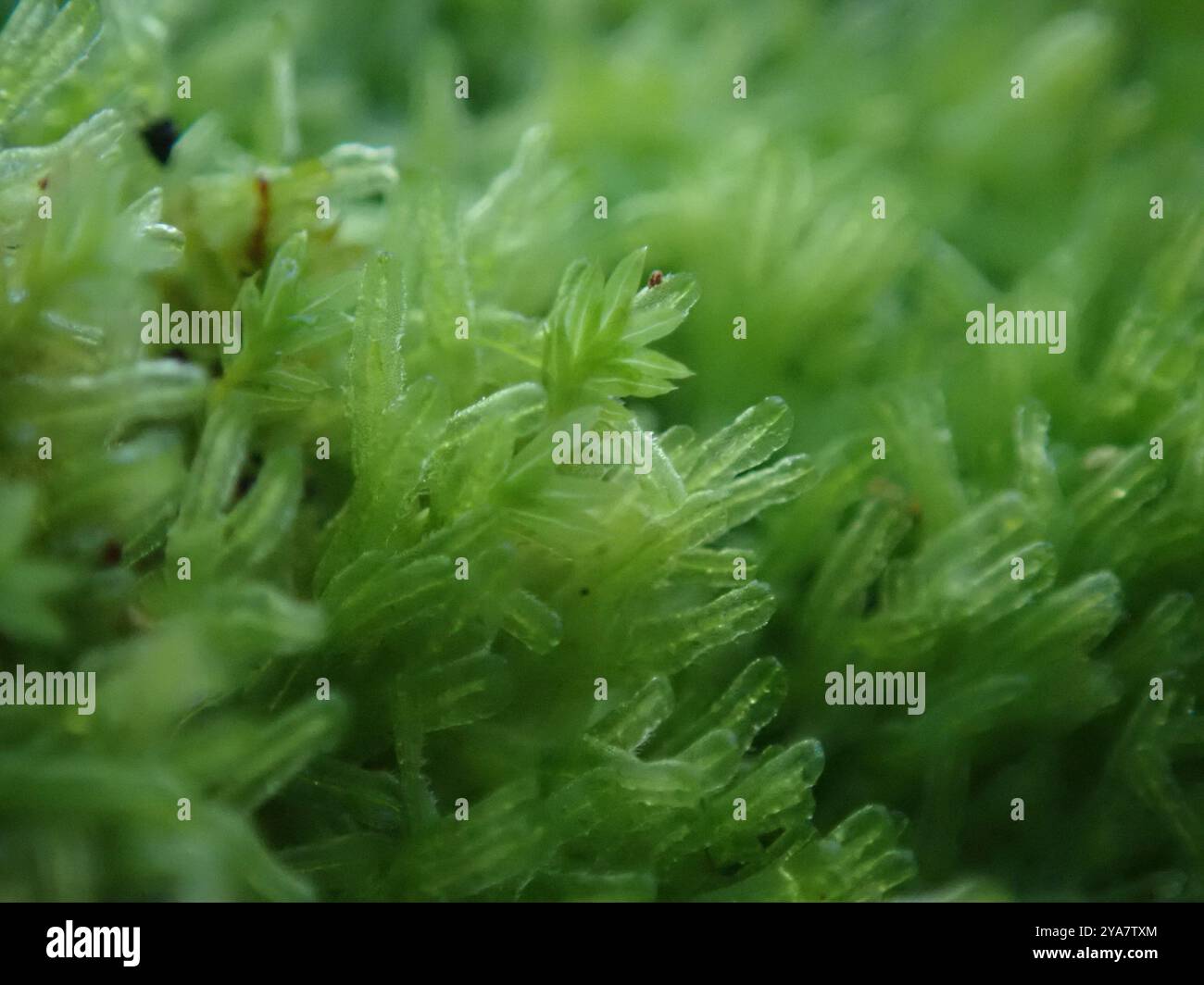 Rock Veilwort (Metzgeria conjugata) Plantae Stock Photo - Alamy