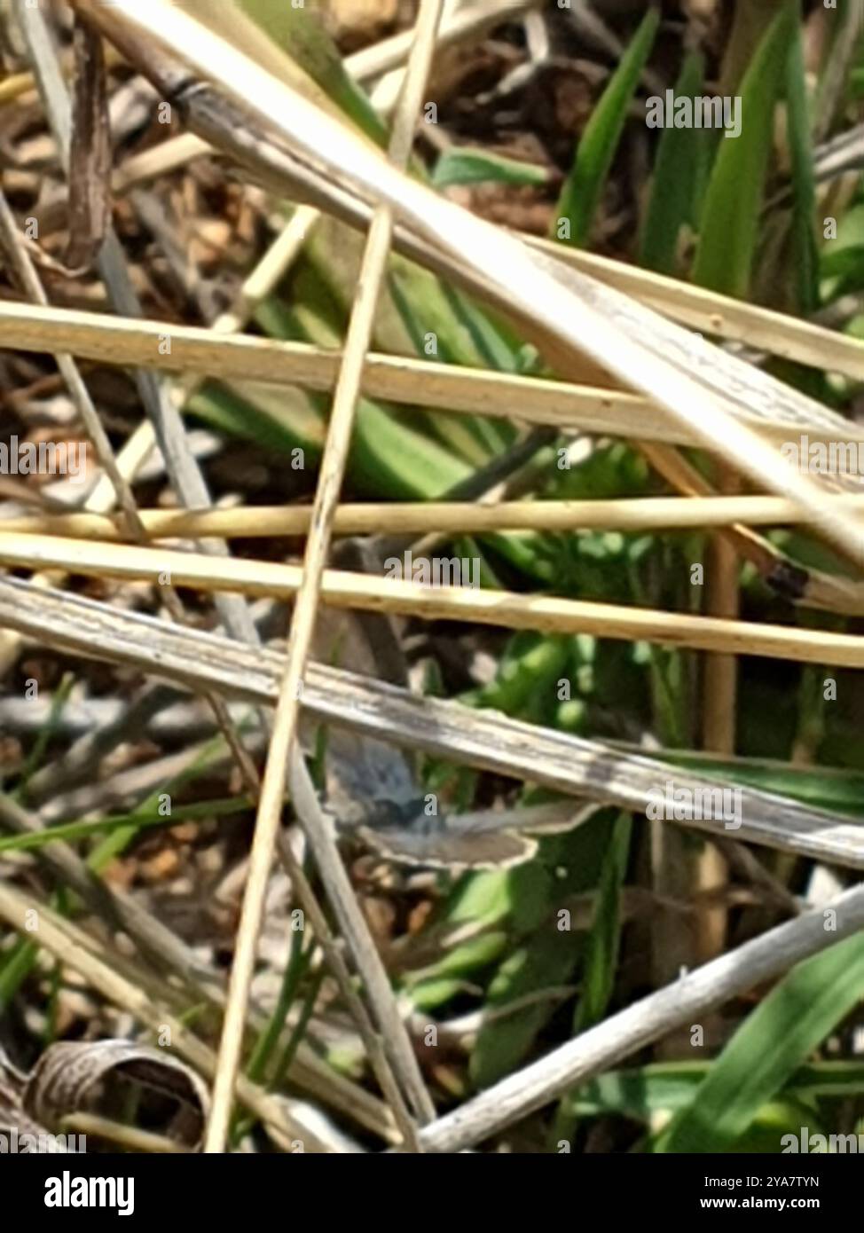 Common Grass-blue (Zizina otis labradus) Insecta Stock Photo - Alamy