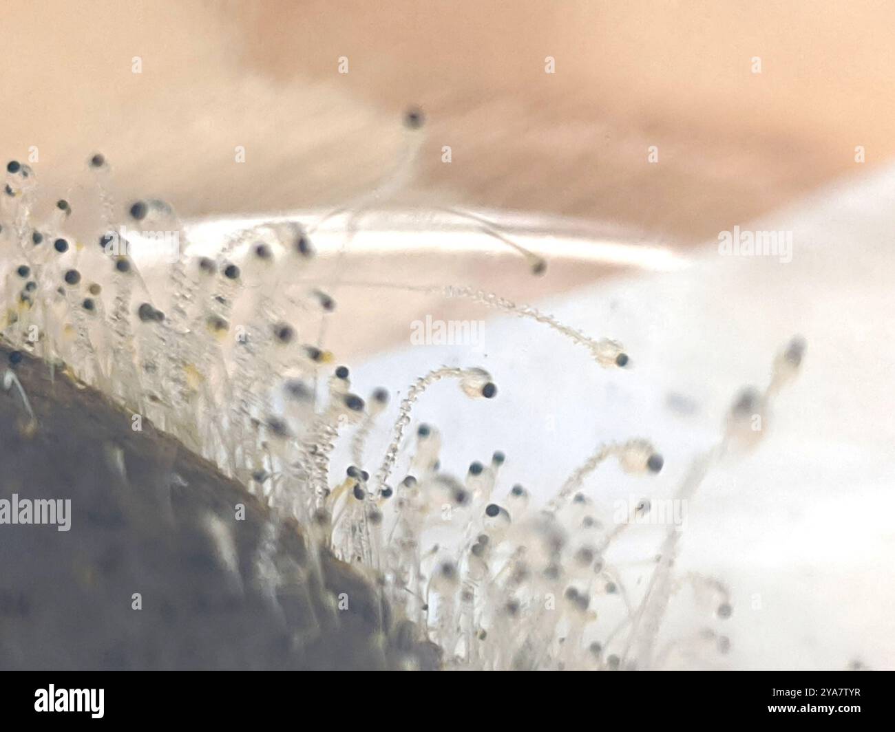 Pilobolus fungi hi-res stock photography and images - Alamy