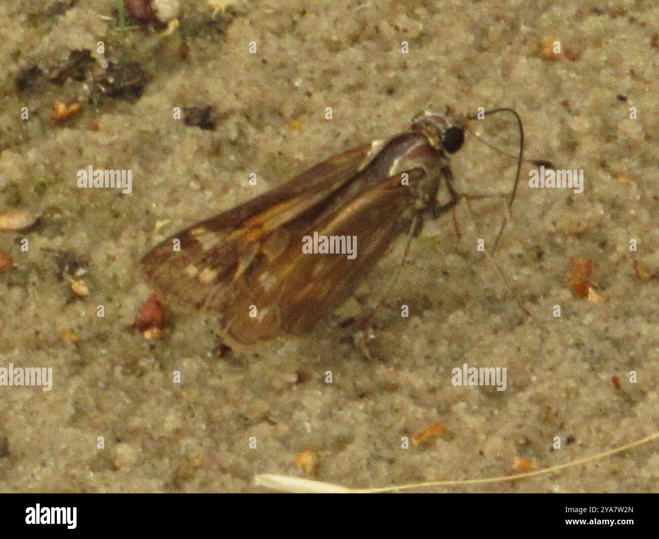 Huron Sachem (Atalopedes huron) Insecta Stock Photo - Alamy