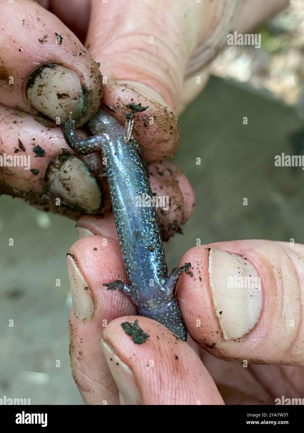 Northern Dusky Salamander (Desmognathus fuscus) Amphibia Stock Photo ...