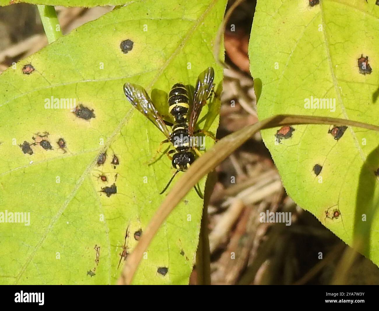 Typical Weevil Wasps and Allies (Cerceris) Insecta Stock Photo - Alamy