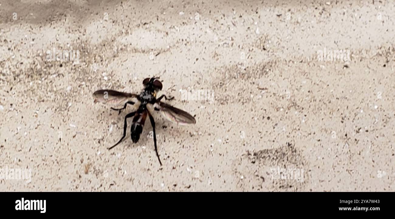Bot Flies, Blow Flies, and Allies (Oestroidea) Insecta Stock Photo - Alamy