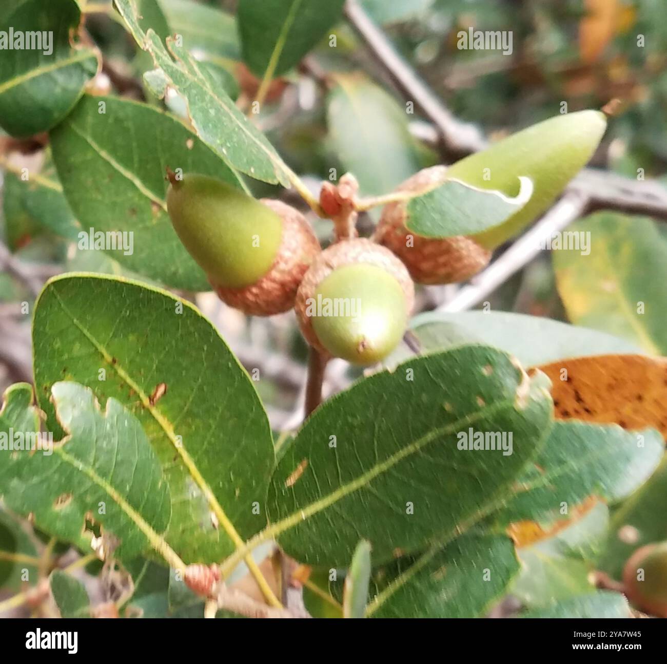 interior live oak (Quercus wislizeni) Plantae Stock Photo - Alamy