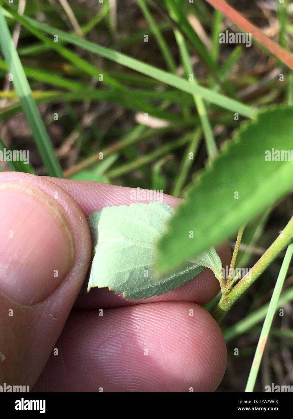 Cuban jute (Sida rhombifolia) Plantae Stock Photo - Alamy
