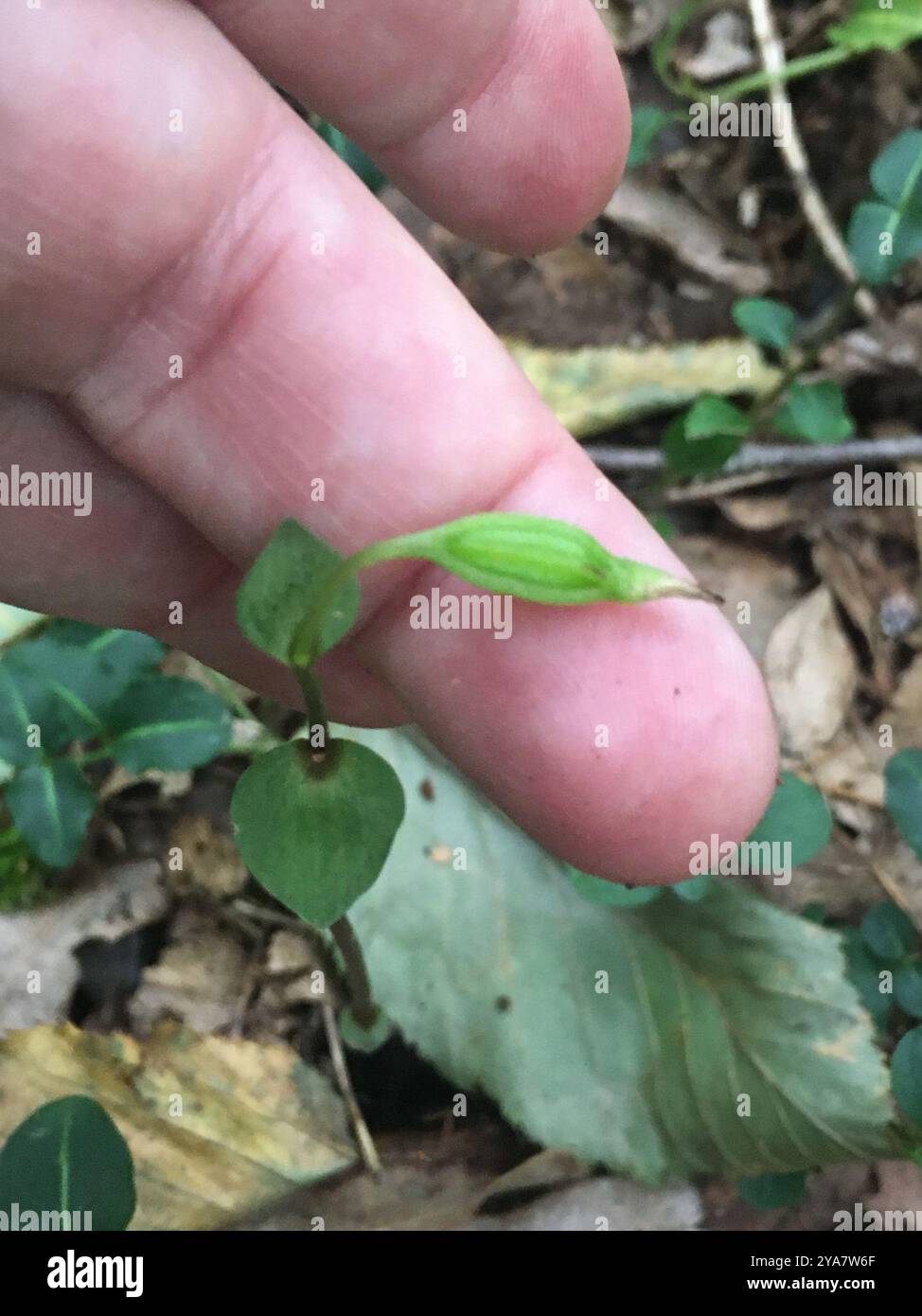 three birds orchid (Triphora trianthophoros) Plantae Stock Photo - Alamy