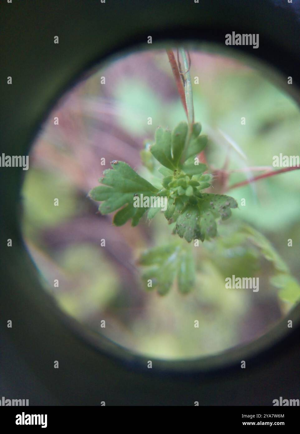 Field Parsley Piert (Alchemilla arvensis) Plantae Stock Photo - Alamy