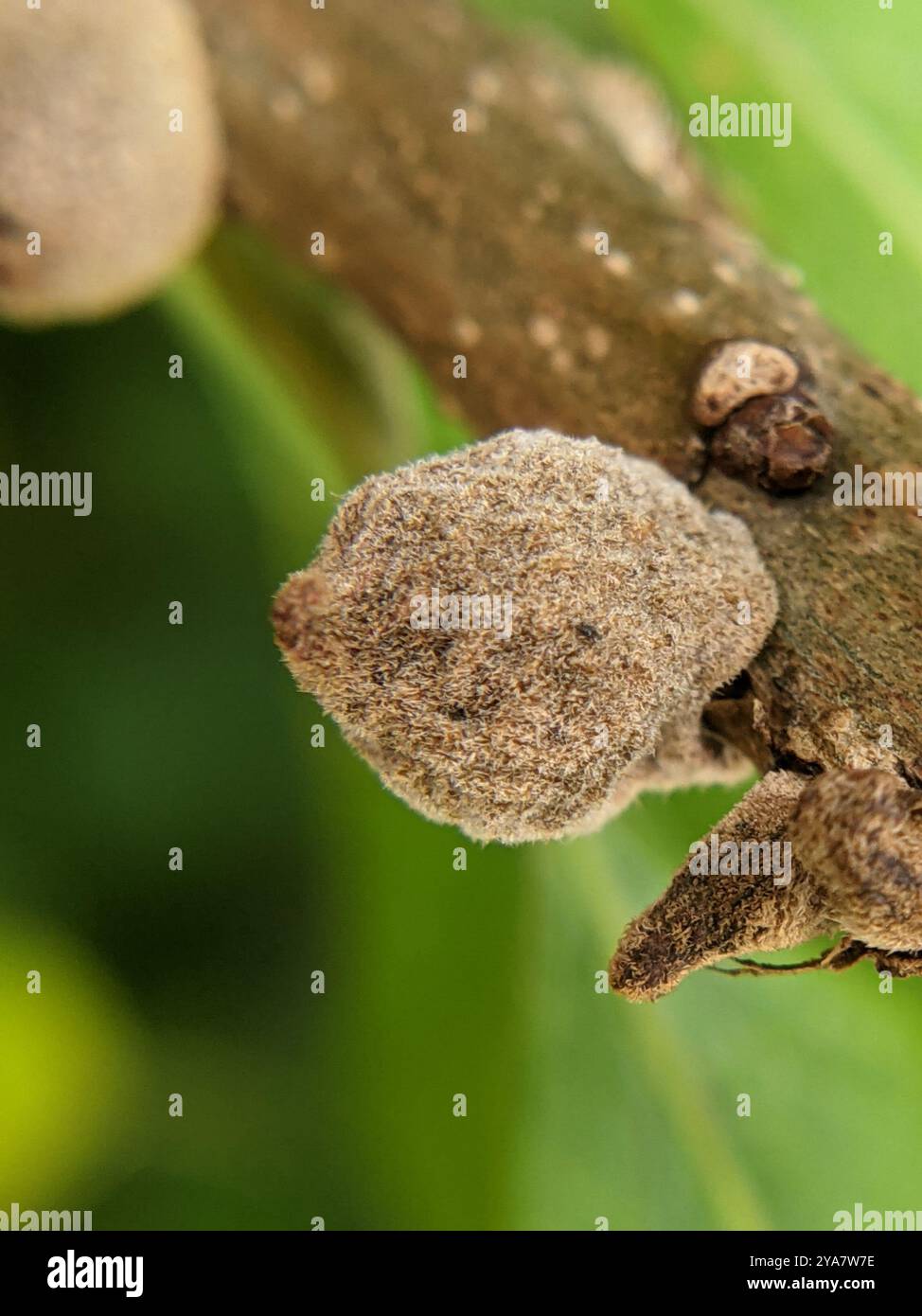 Oak Rough Bulletgall Wasp (Disholcaspis quercusmamma) Insecta Stock ...
