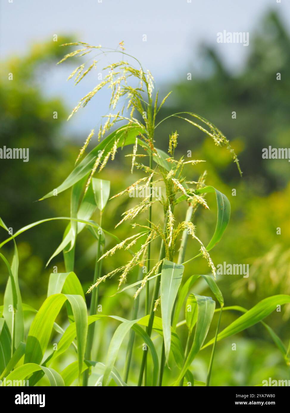 Wild Sorghum (Sorghum bicolor verticilliflorum) Plantae Stock Photo - Alamy