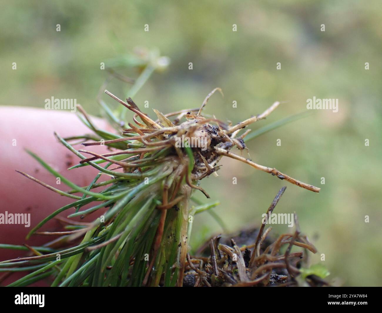 Bulbous Rush (Juncus bulbosus) Plantae Stock Photo - Alamy