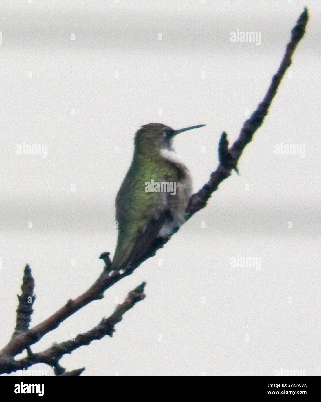 Ruby-throated Hummingbird (Archilochus colubris) Aves Stock Photo - Alamy