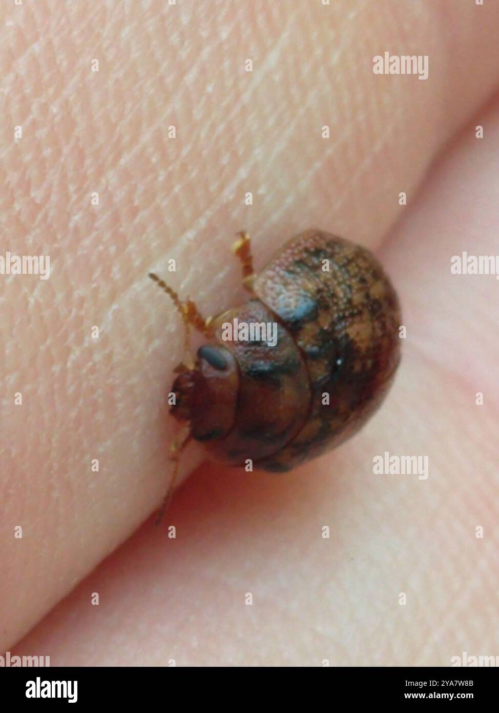 Australian tortoise beetle hi-res stock photography and images - Alamy