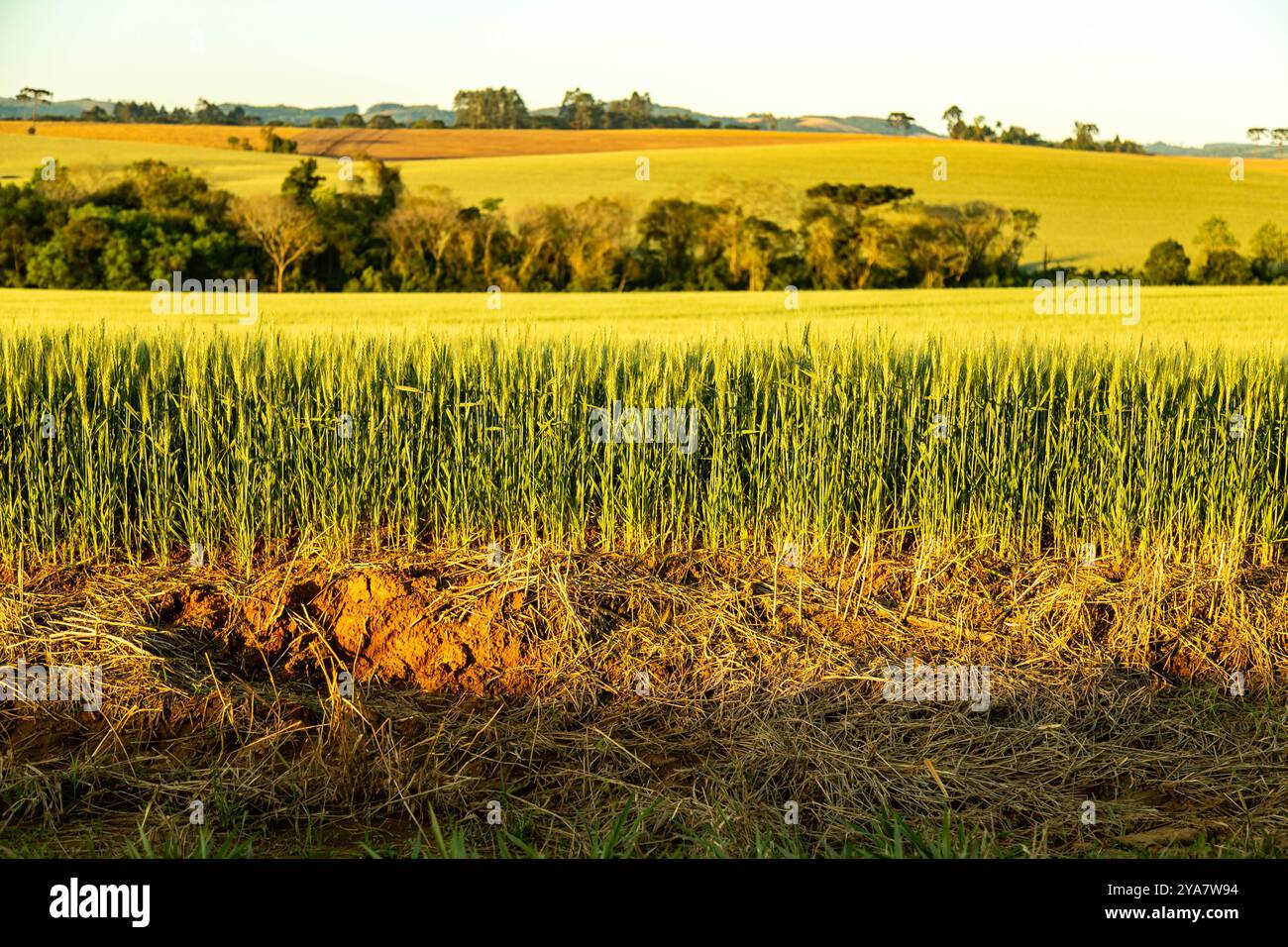 Wheat plantation in a large, sunny field with beautiful natural scenery ...