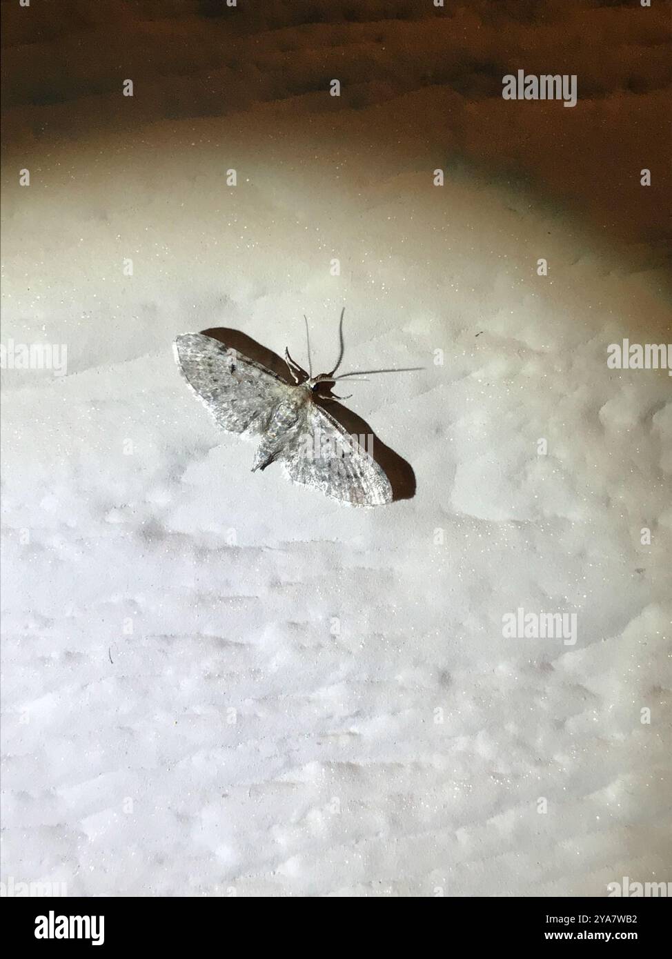 Common Eupithecia Moth (Eupithecia miserulata) Insecta Stock Photo - Alamy