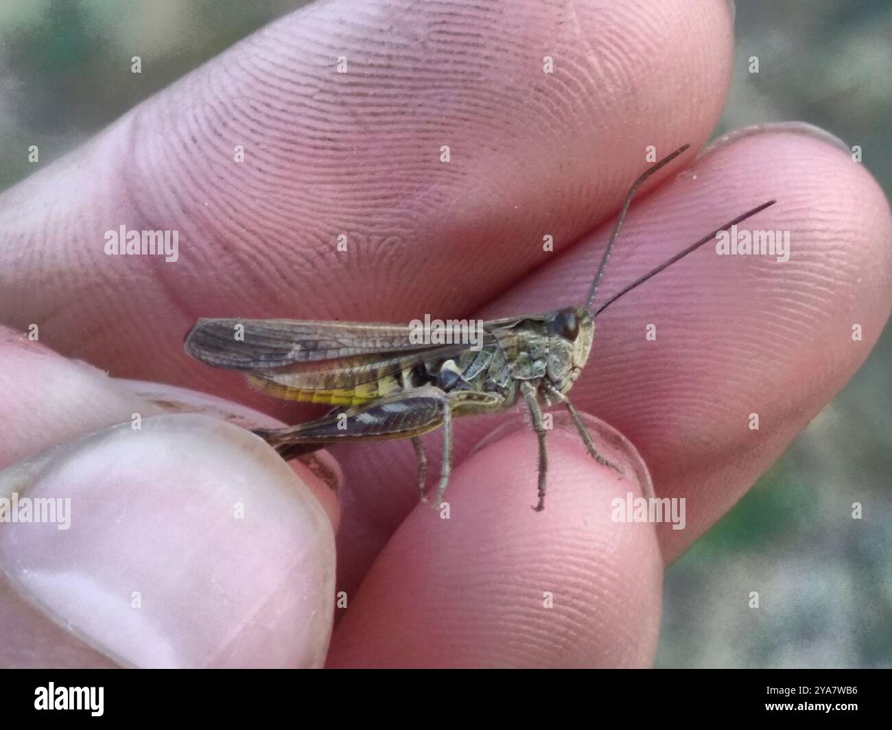 Bow-winged Grasshopper (Chorthippus biguttulus) Insecta Stock Photo - Alamy