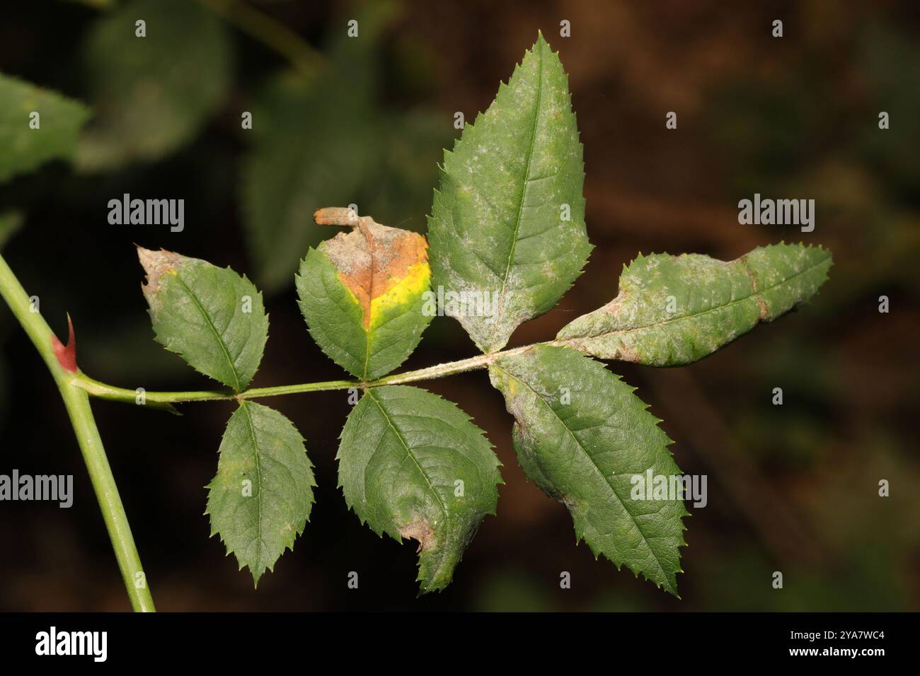Rose Powdery Mildew (Podosphaera pannosa) Fungi Stock Photo - Alamy