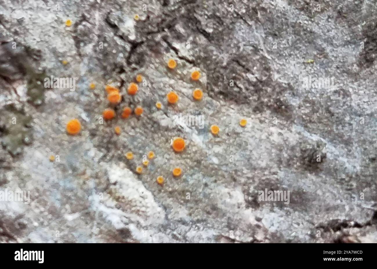 Firedot Lichen (Athallia holocarpa) Fungi Stock Photo - Alamy