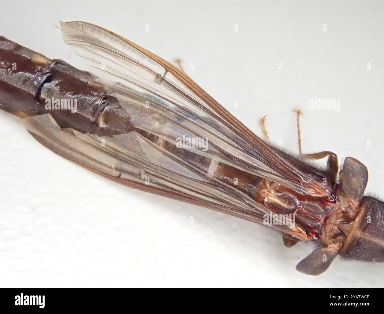 Ship-timber Beetles (Atractocerus) Insecta Stock Photo - Alamy
