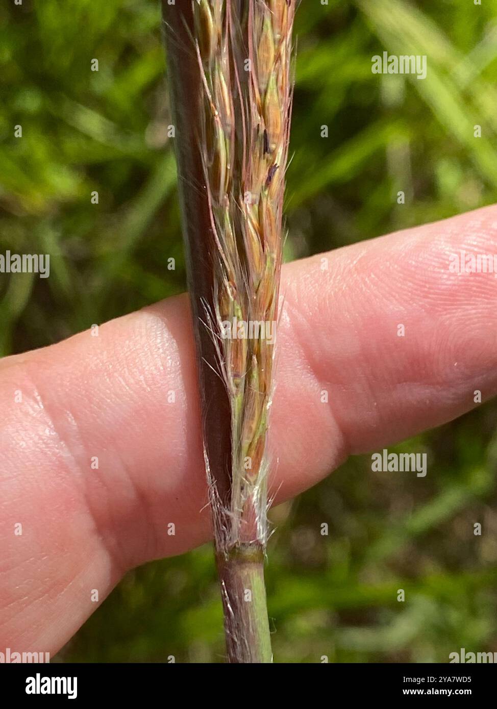 woolly beardgrass (Erianthus alopecuroides) Plantae Stock Photo - Alamy