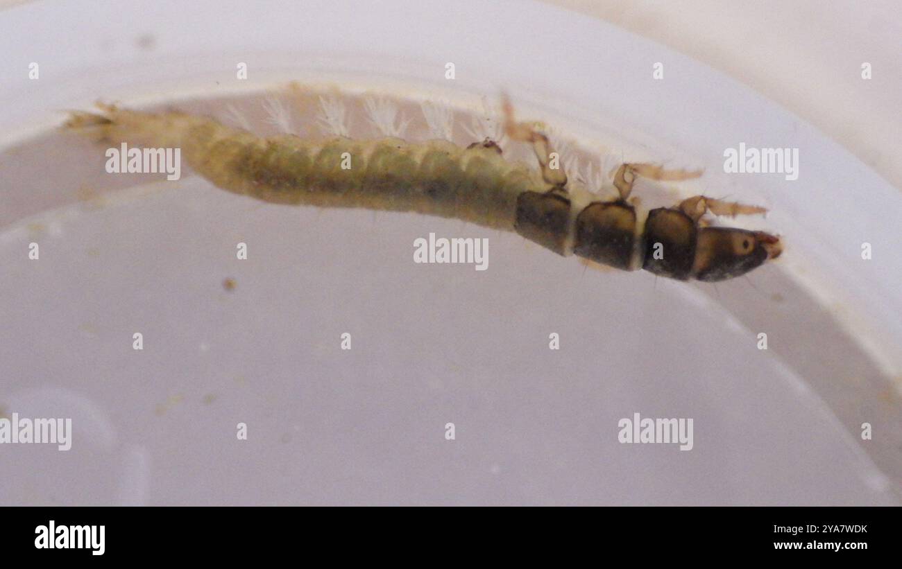 Little Sister Sedges (Cheumatopsyche) Insecta Stock Photo - Alamy