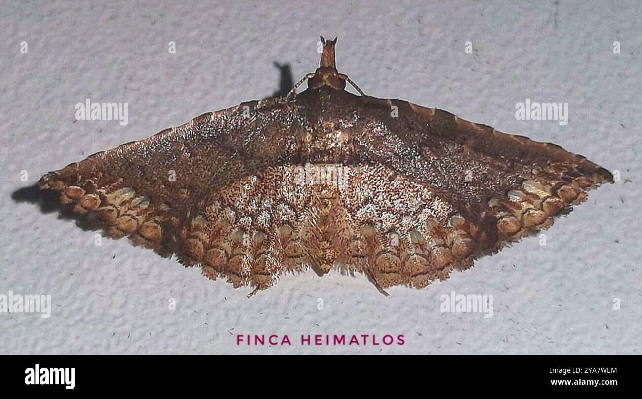 Many-plumed Moths (Alucitidae) Insecta Stock Photo - Alamy