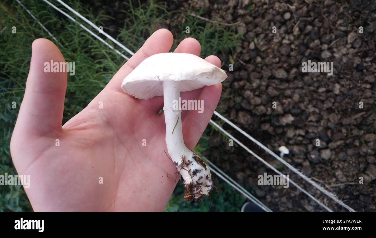 White Dapperling (Leucoagaricus leucothites) Fungi Stock Photo - Alamy
