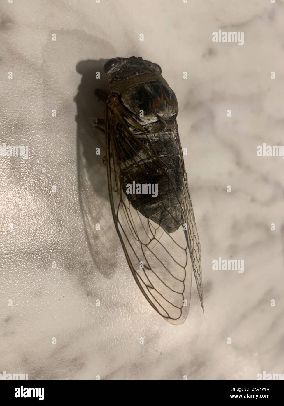 Northern Dusk-singing Cicada (Megatibicen grossa) Insecta Stock Photo ...