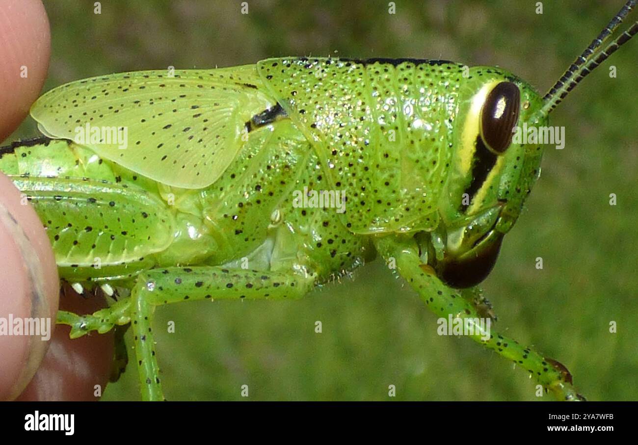American Bird Grasshopper (Schistocerca americana) Insecta Stock Photo ...