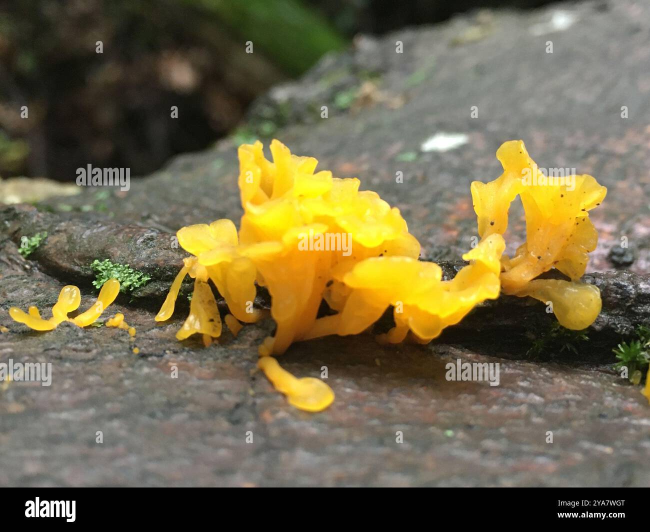 Fan shaped jelly fungi hi-res stock photography and images - Alamy