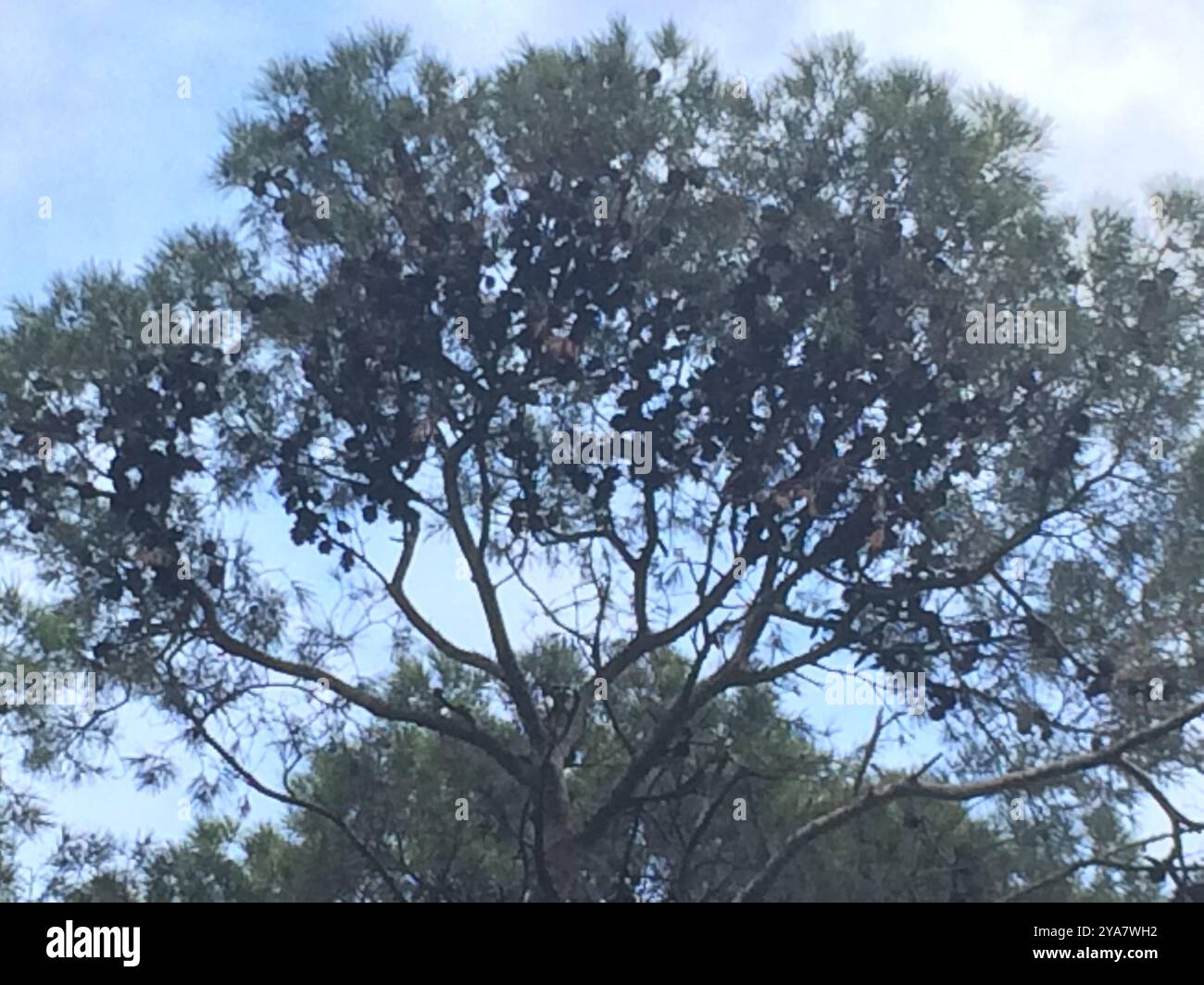 maritime pine (Pinus pinaster) Plantae Stock Photo - Alamy