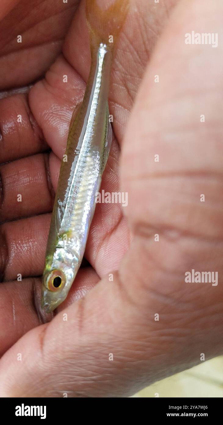 Atlantic Silverside (Menidia menidia) Actinopterygii Stock Photo - Alamy