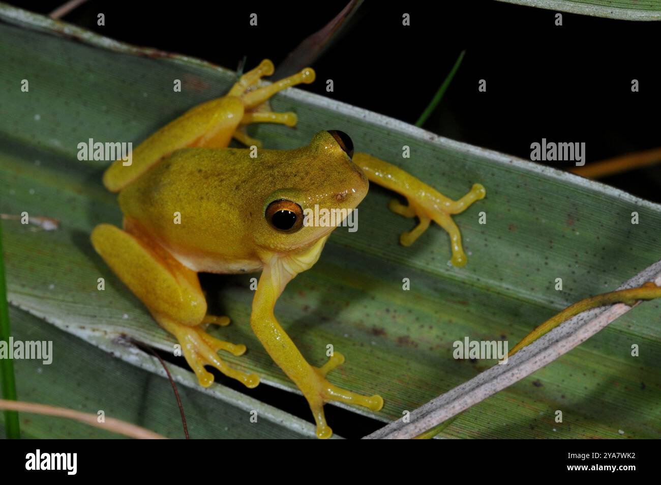 Tinker Reed Frog (Hyperolius tuberilinguis) Amphibia Stock Photo - Alamy